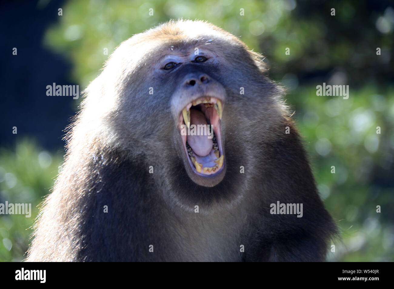 A stump-tailed macaque, also known as bear macaque, greets tourists ...