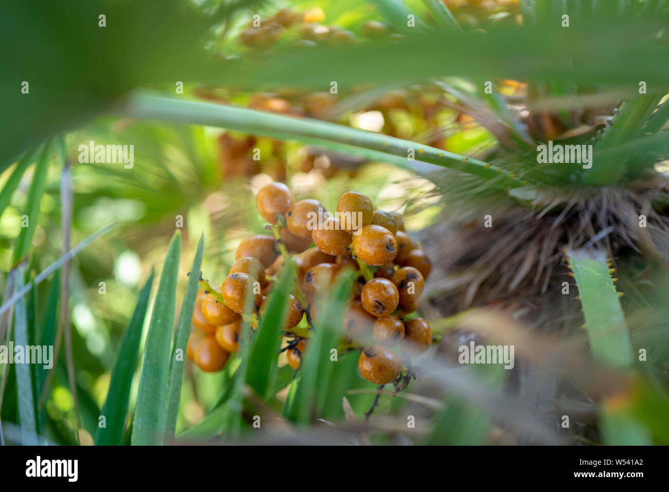 Yellow palm fruits with leaves hi-res stock photography and images - Alamy