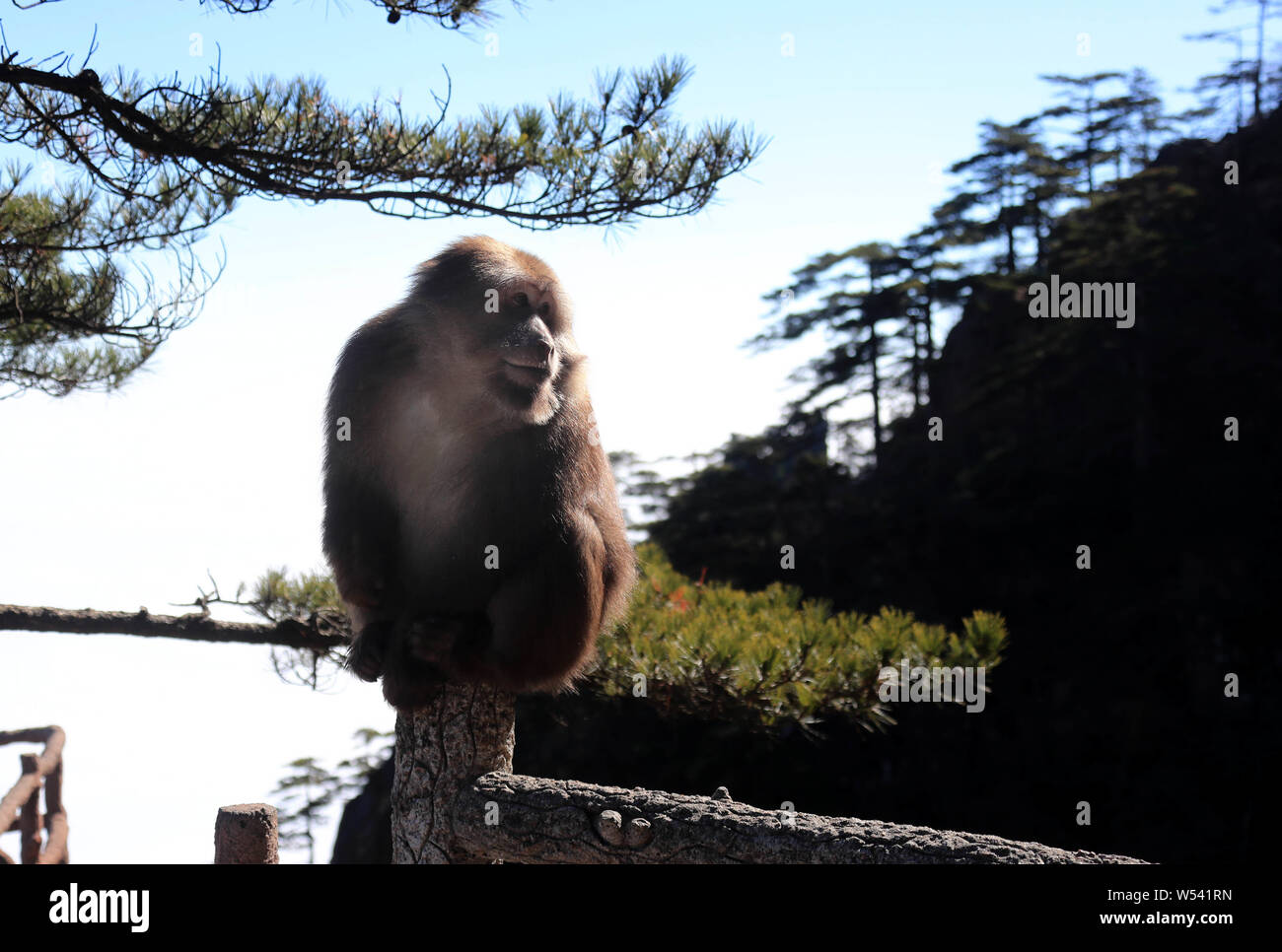 A stump-tailed macaque, also known as bear macaque, greets tourists ...