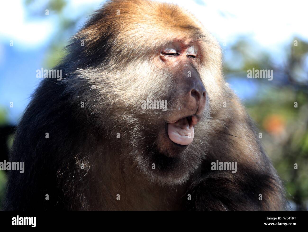 A stump-tailed macaque, also known as bear macaque, greets tourists ...