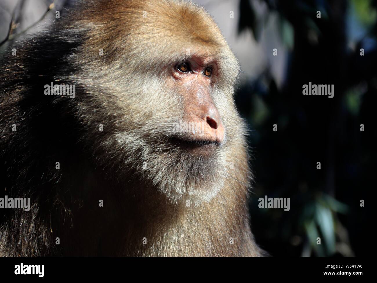 A stump-tailed macaque, also known as bear macaque, greets tourists ...