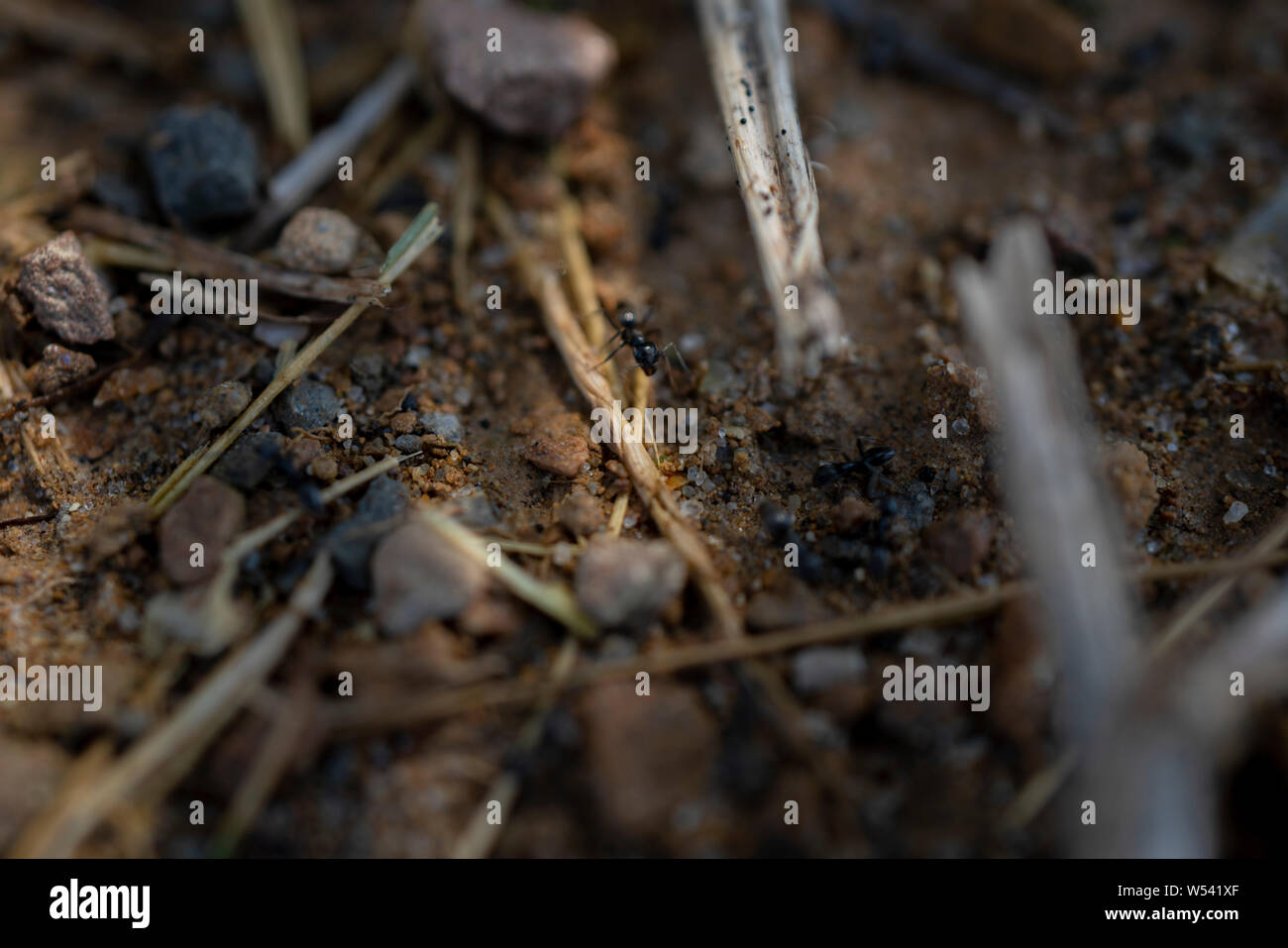 Ant hill in grass hi-res stock photography and images - Alamy