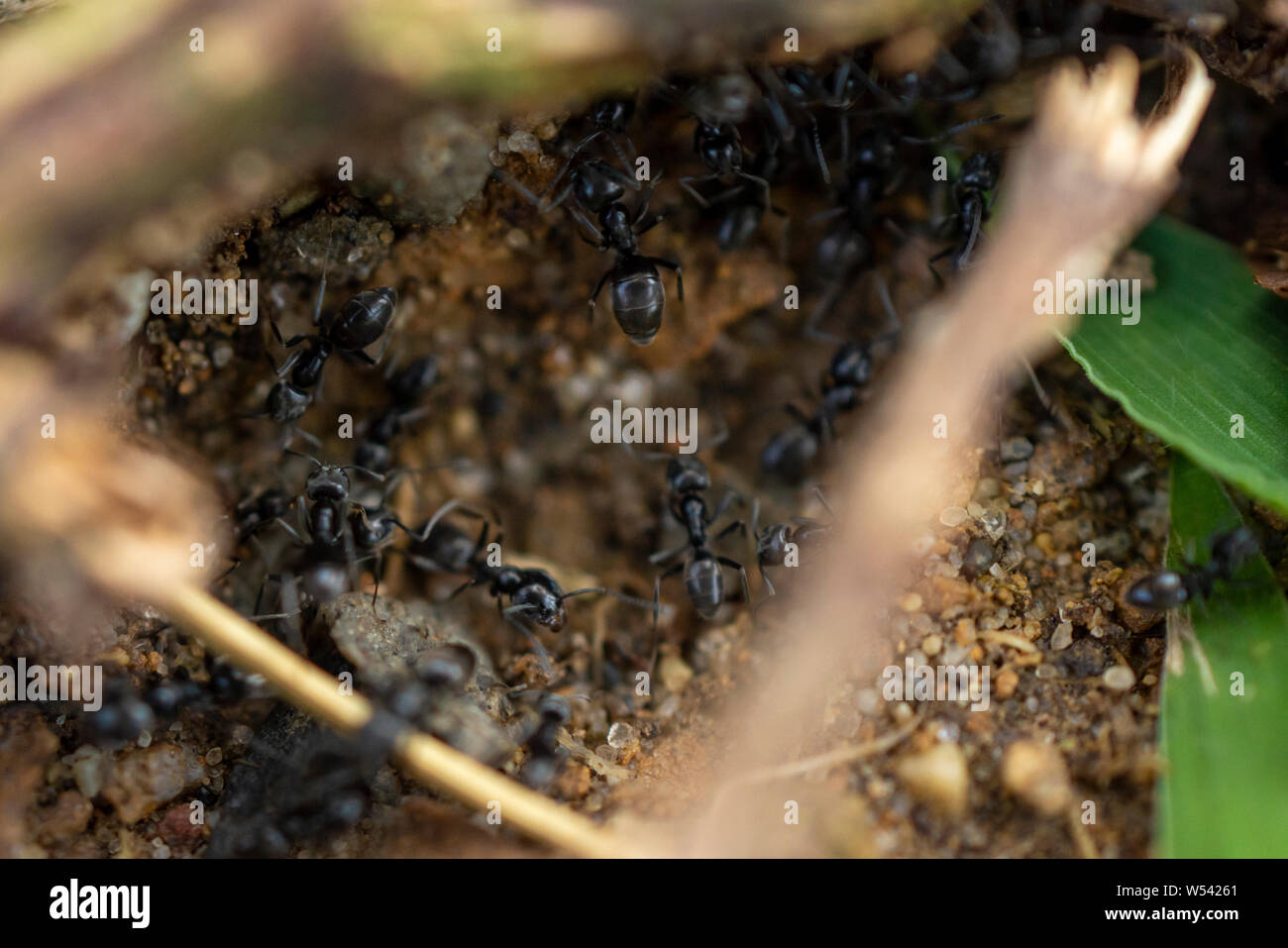 Ants working hi-res stock photography and images - Alamy