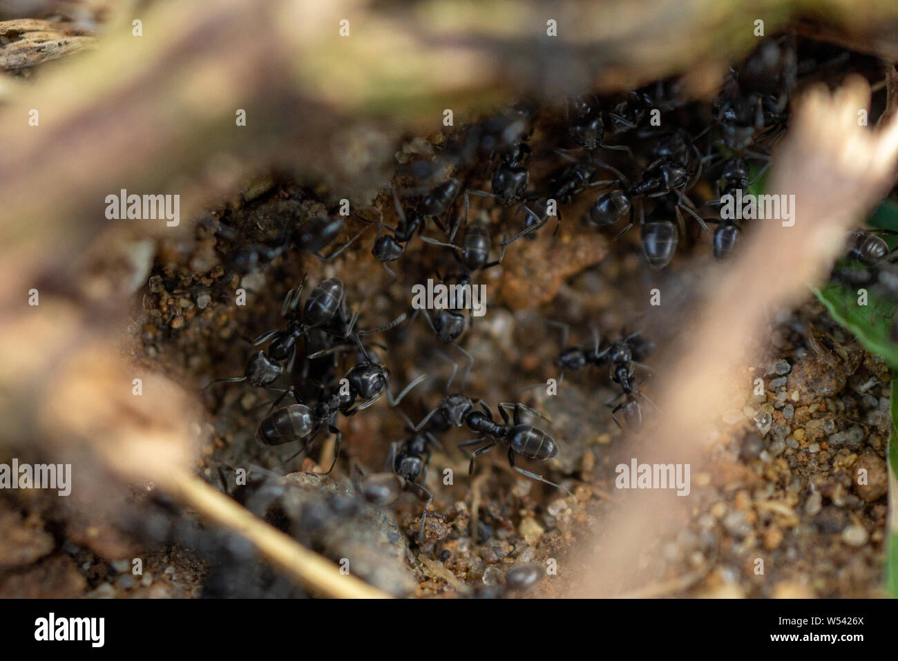 Ant hill in grass hi-res stock photography and images - Alamy