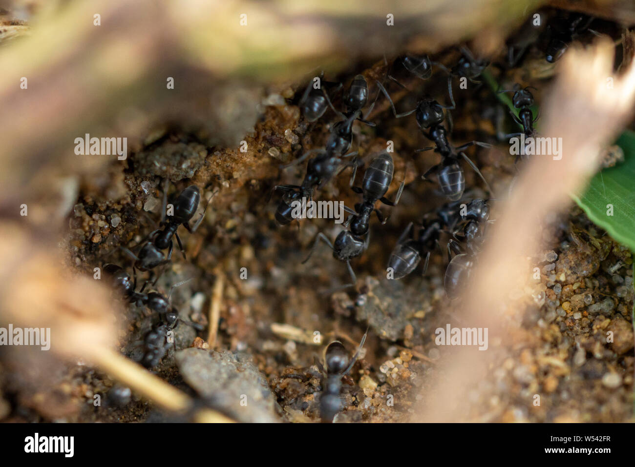 Ant hill in grass hi-res stock photography and images - Alamy