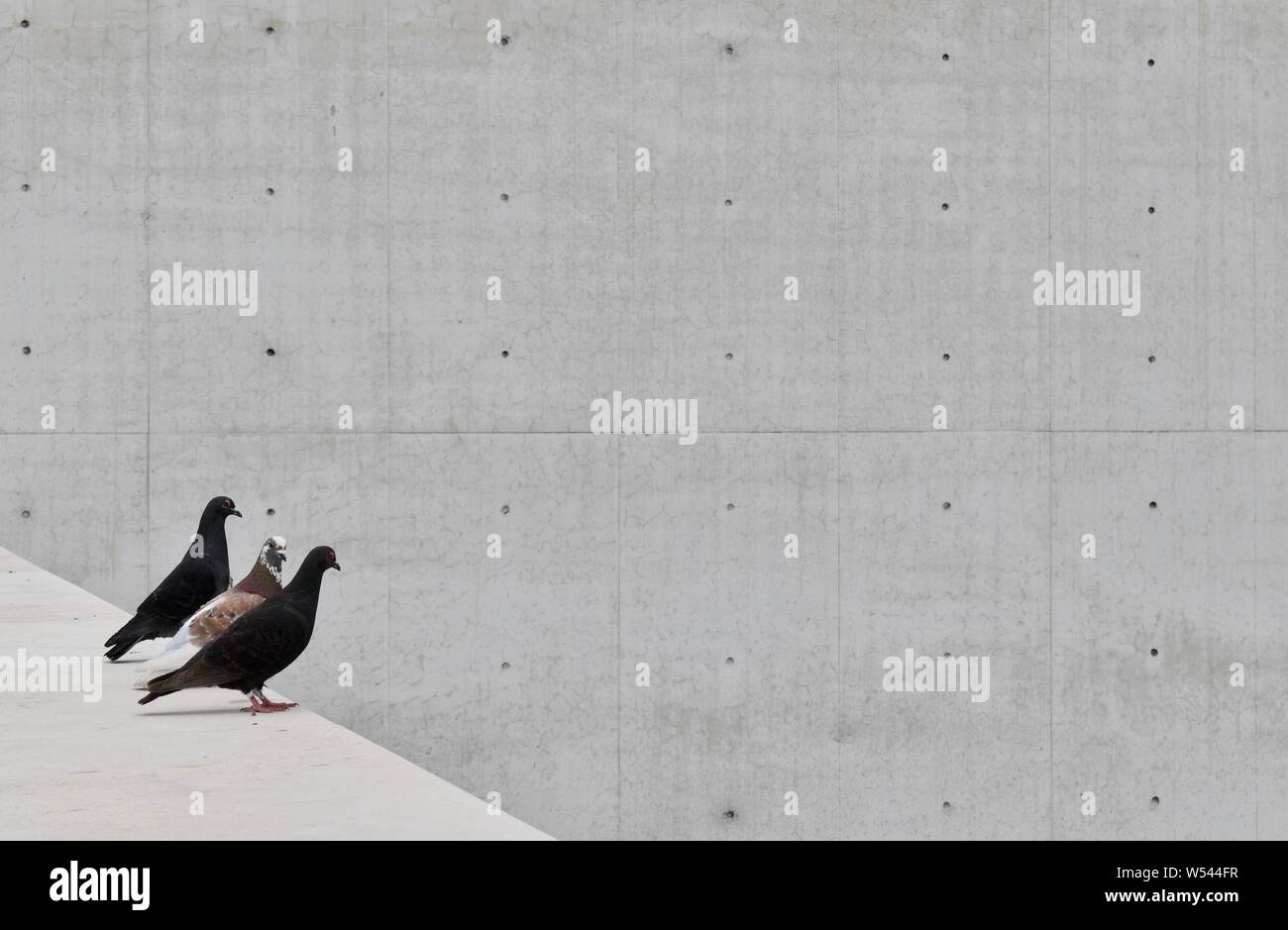 black doves infront of a grey building Stock Photo - Alamy