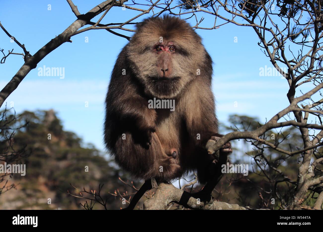 A stump-tailed macaque, also known as bear macaque, greets tourists ...