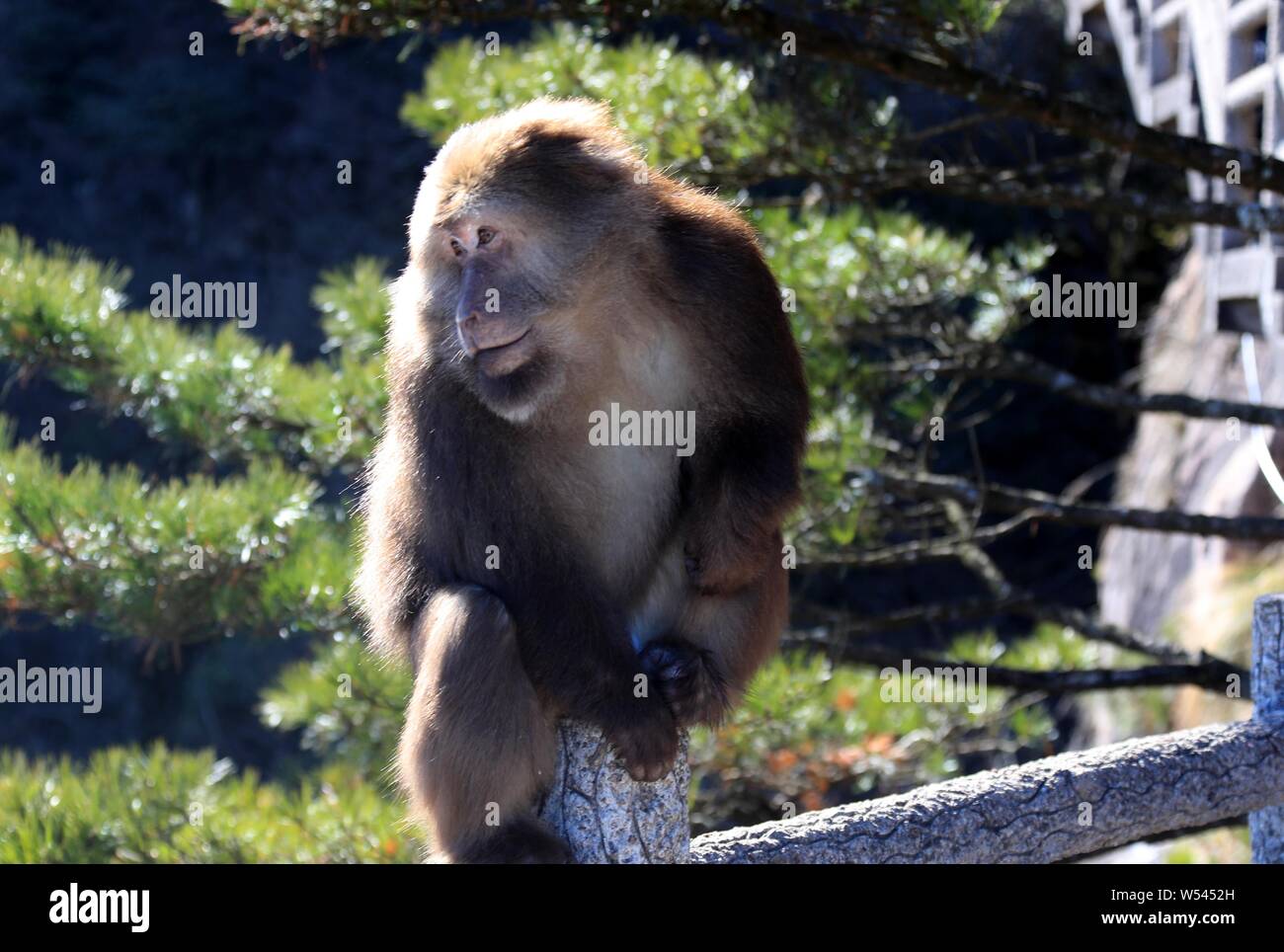 A stump-tailed macaque, also known as bear macaque, greets tourists ...