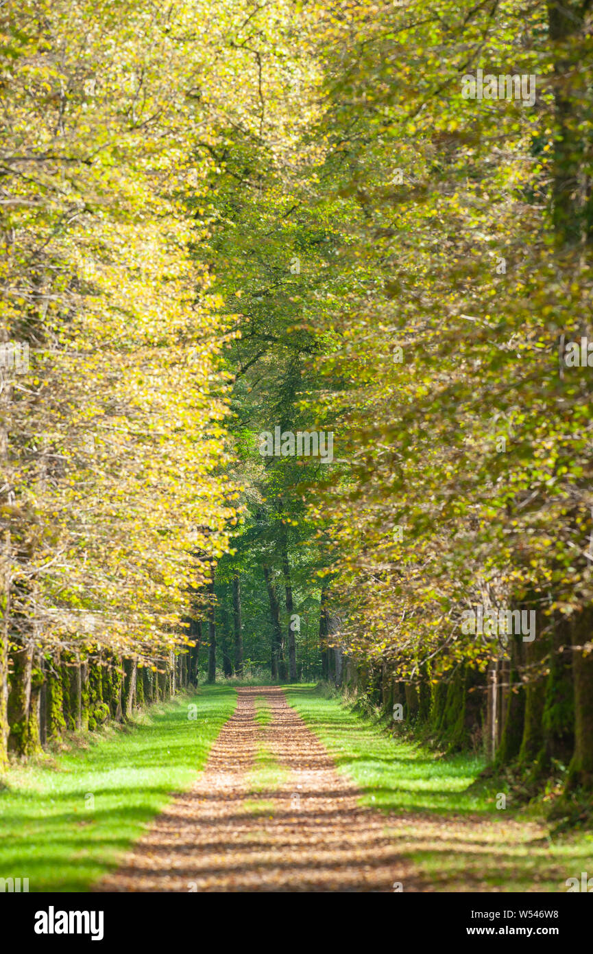 tree-lined alley with footpath in middle Stock Photo - Alamy
