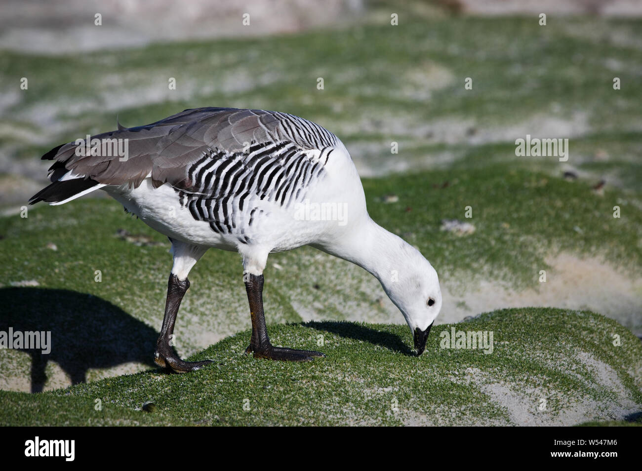 Upland goose male falklands hi-res stock photography and images - Alamy