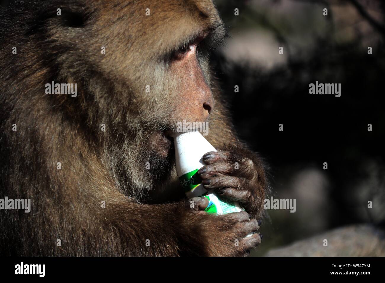 A stump-tailed macaque, also known as bear macaque, greets tourists ...
