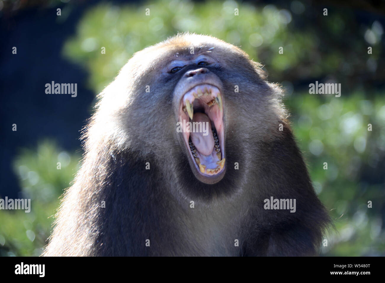 A stump-tailed macaque, also known as bear macaque, greets tourists ...