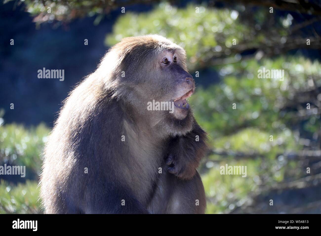 A stump-tailed macaque, also known as bear macaque, greets tourists ...