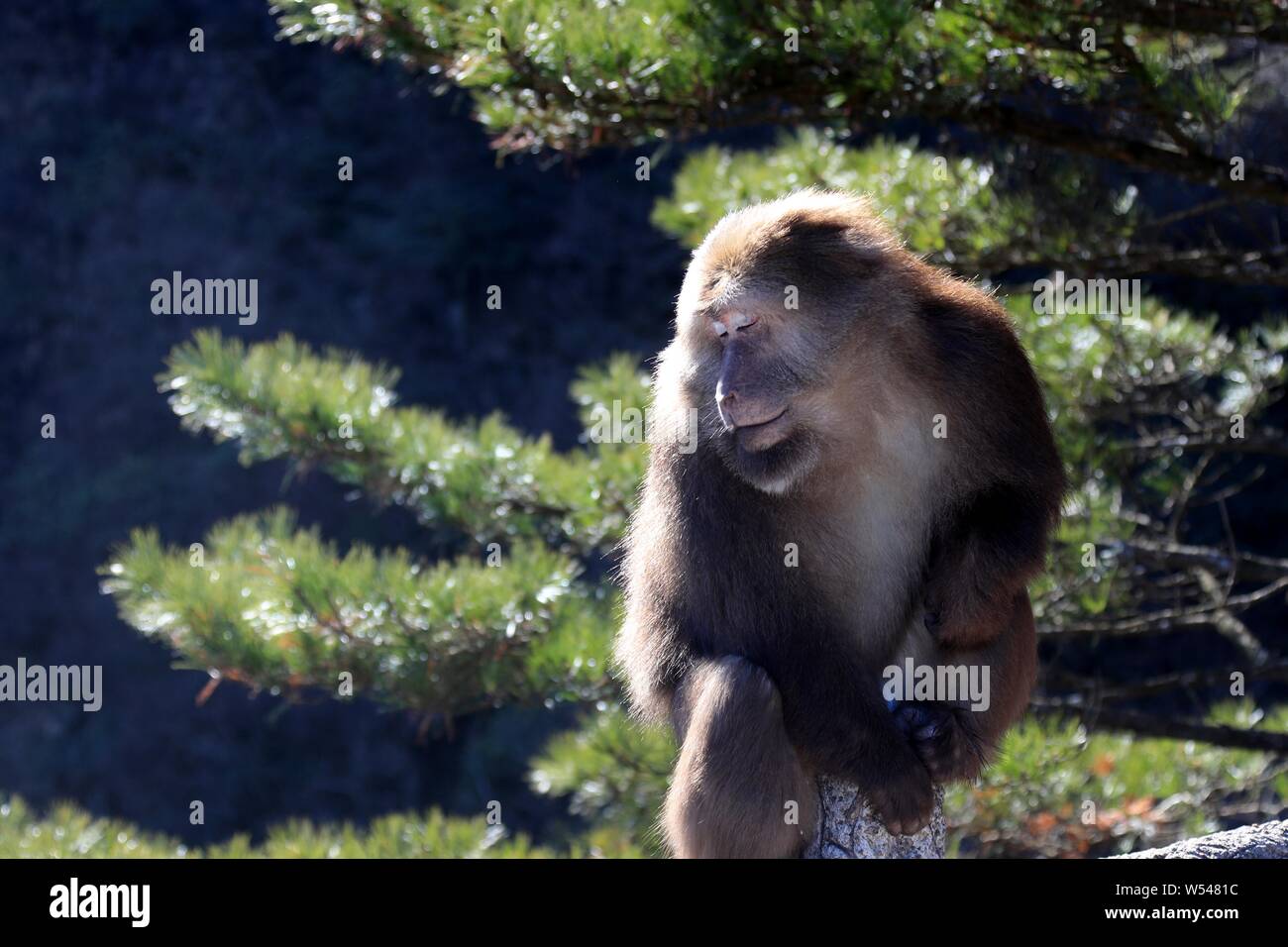 A stump-tailed macaque, also known as bear macaque, greets tourists ...