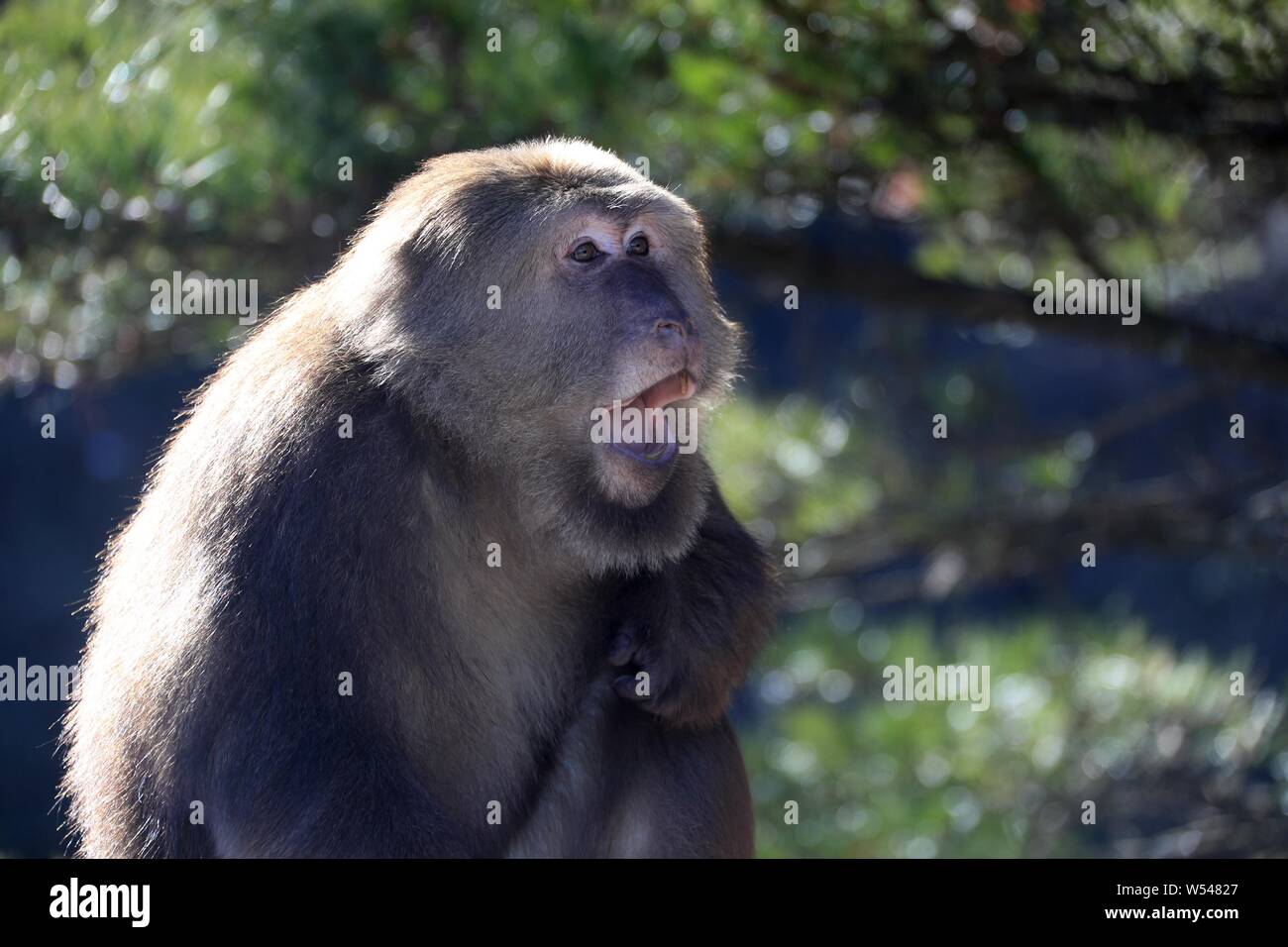A stump-tailed macaque, also known as bear macaque, greets tourists ...
