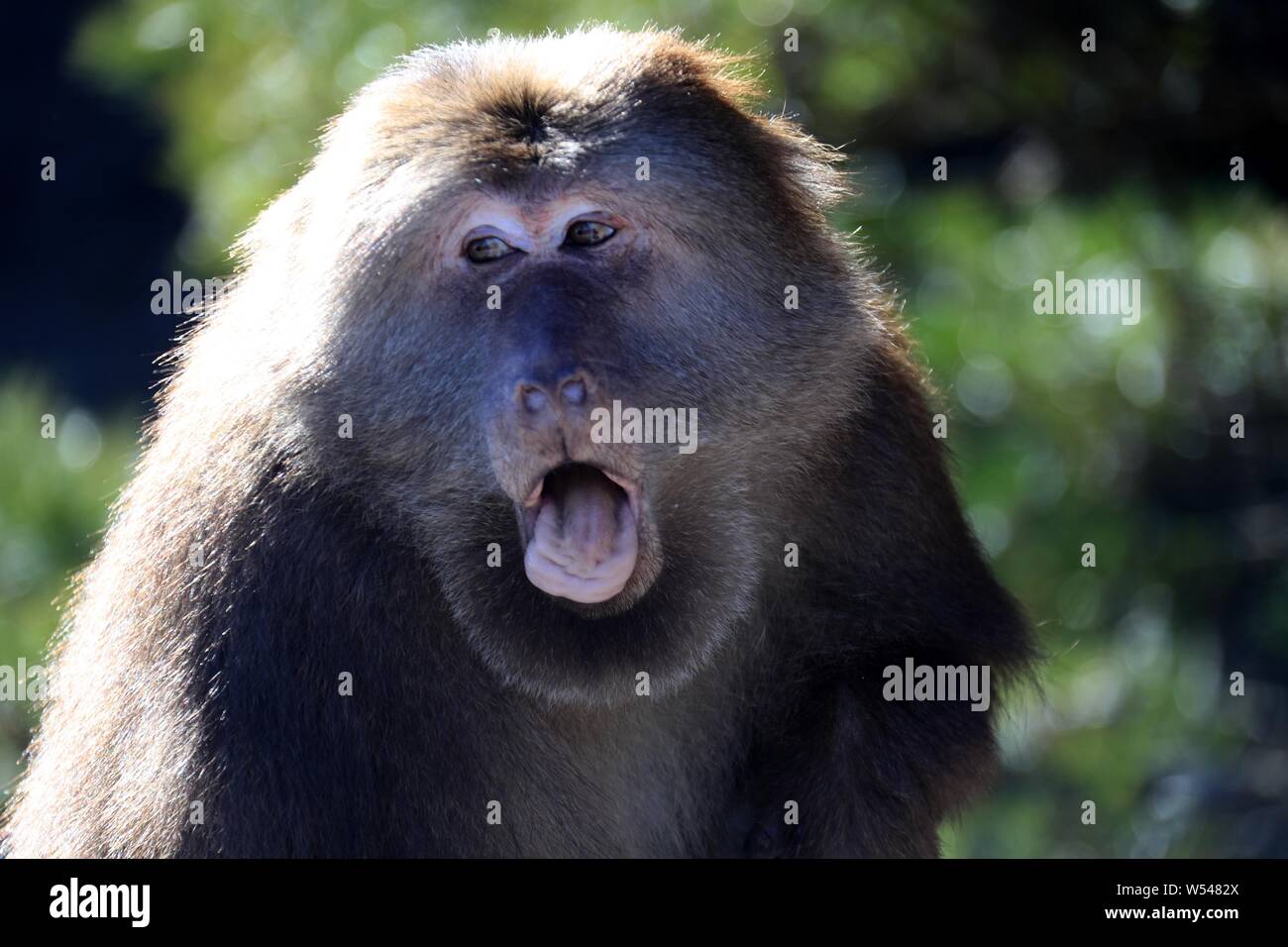 A stump-tailed macaque, also known as bear macaque, greets tourists ...