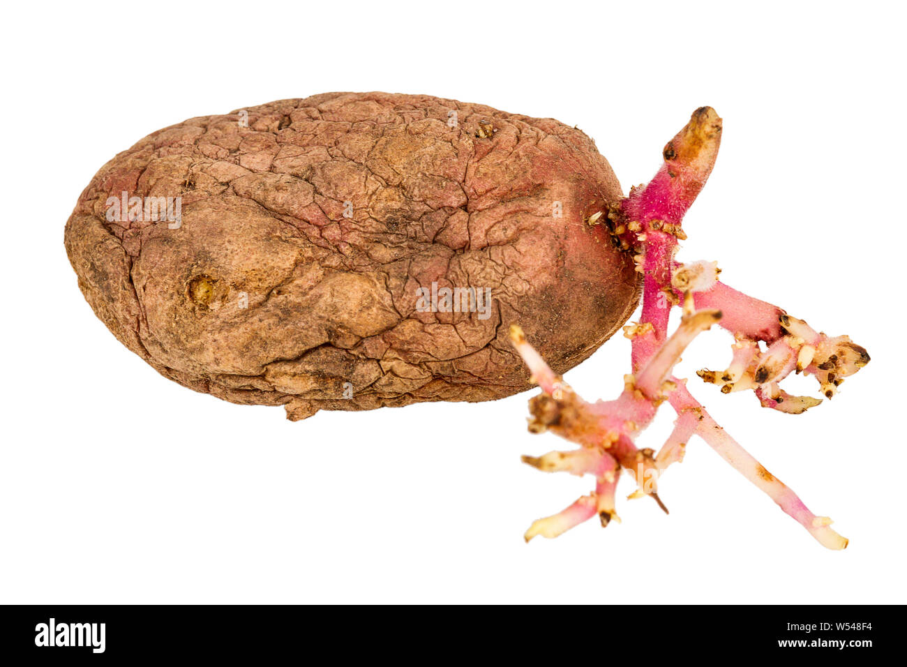 Old germinated pink potato isolated on white background. Big sprouts ...