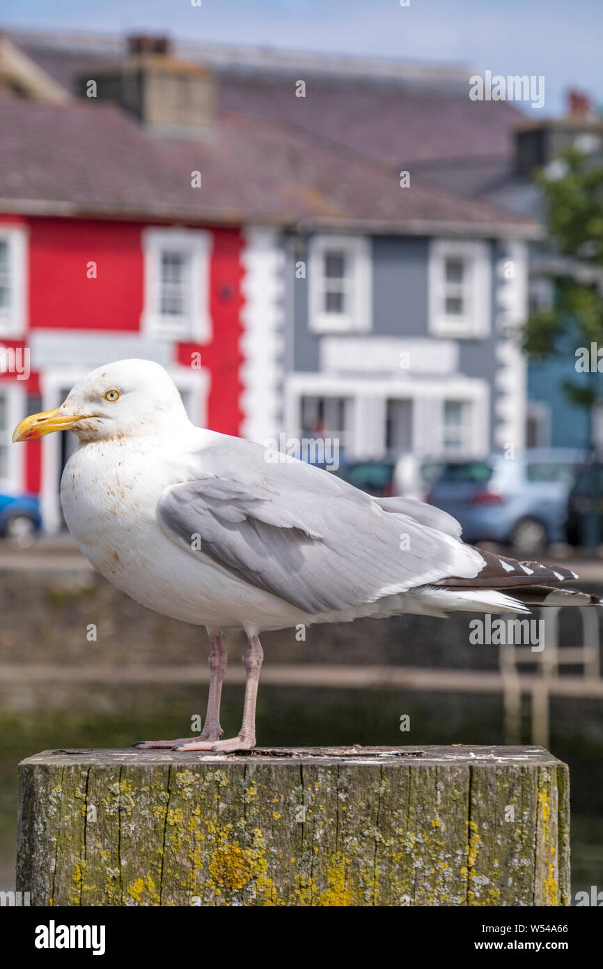 A seagull on the harbour at Aberaeron a popular seaside town in ...