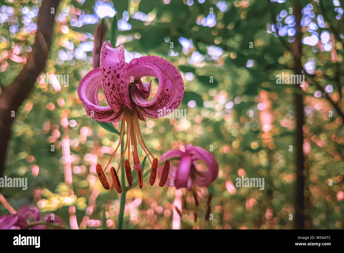 Generic Flower High Resolution Stock Photography and Images - Alamy