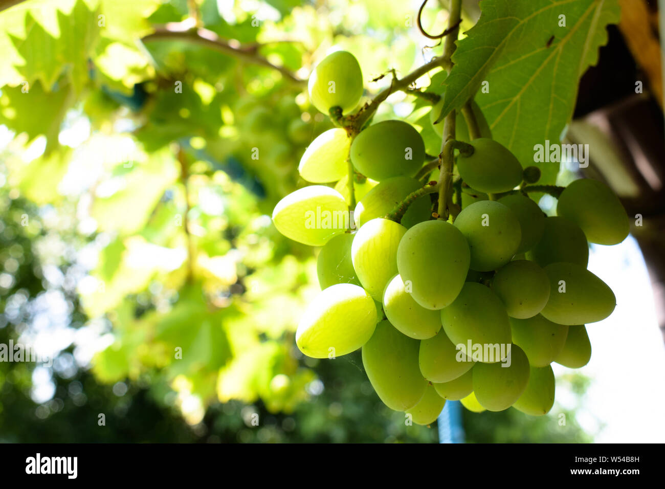 Bush vine hi-res stock photography and images - Alamy