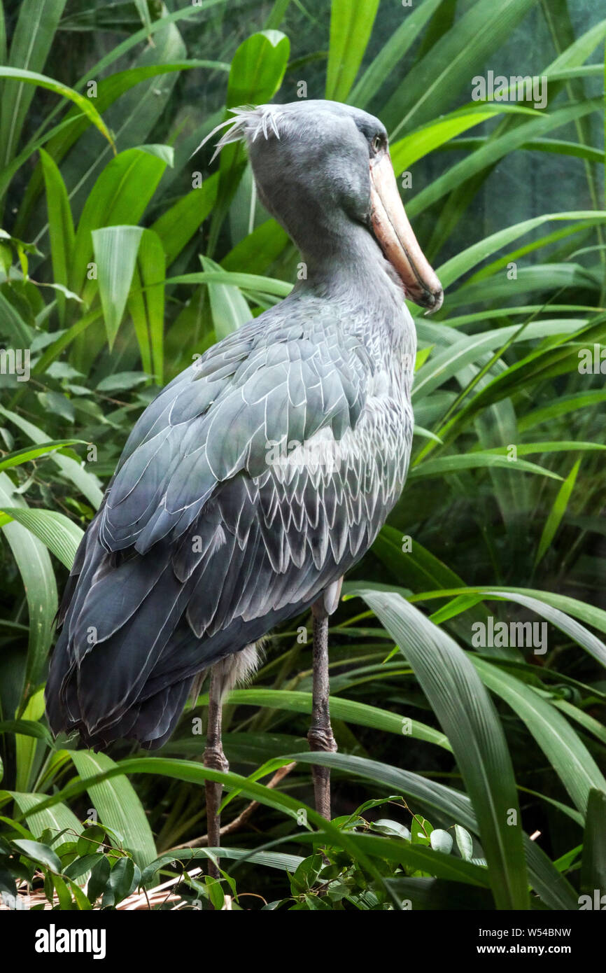 Shoebill, Balaeniceps rex Whalebill Whale-headed stork Shoe-billed ...