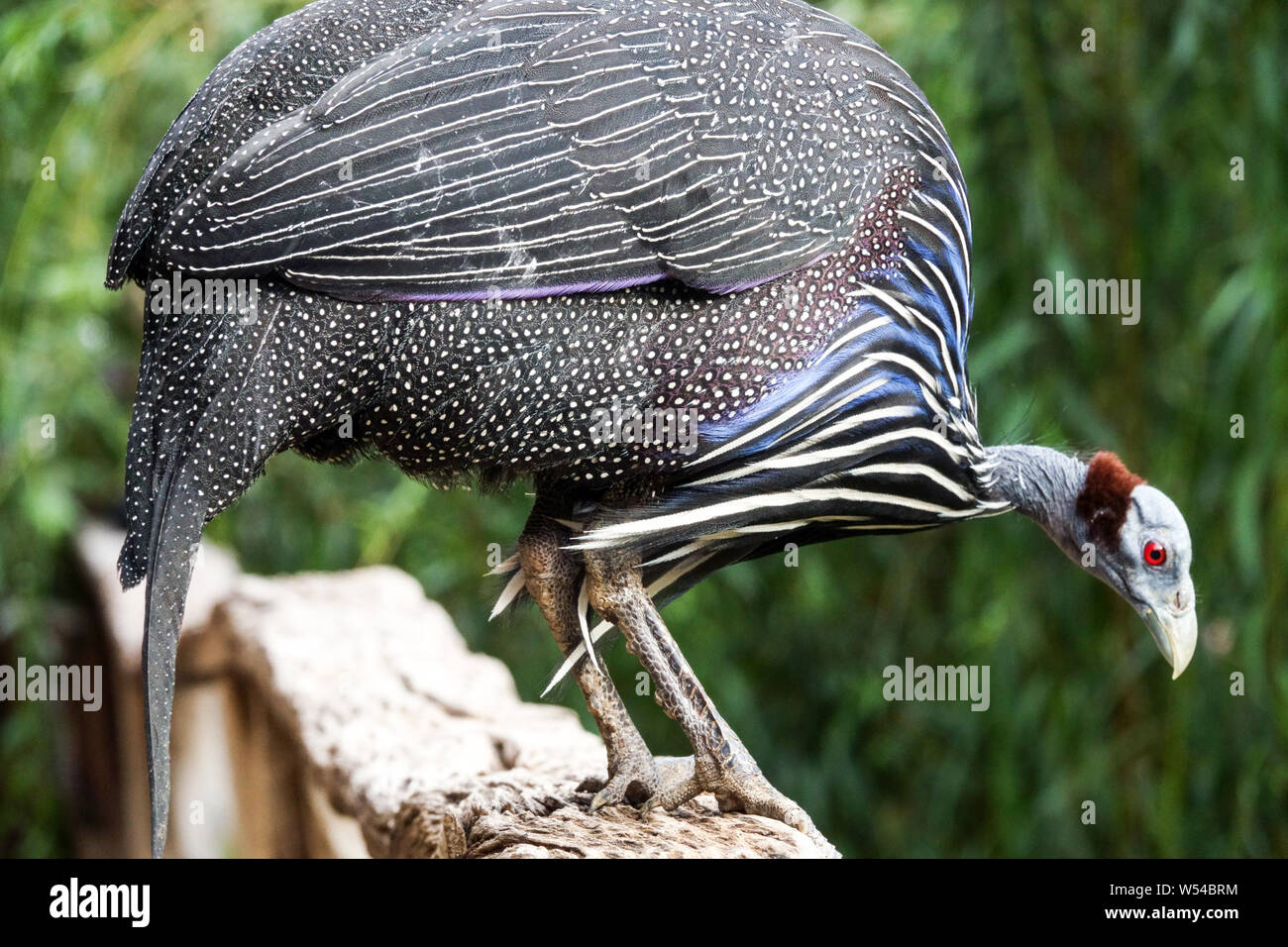 Vulturine Guineafowl, Acryllium vulturinum Stock Photo - Alamy