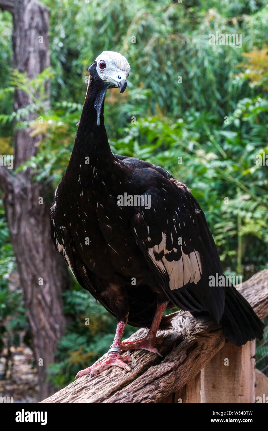 Blue-throated piping guan, Pipile cumanensis Stock Photo - Alamy