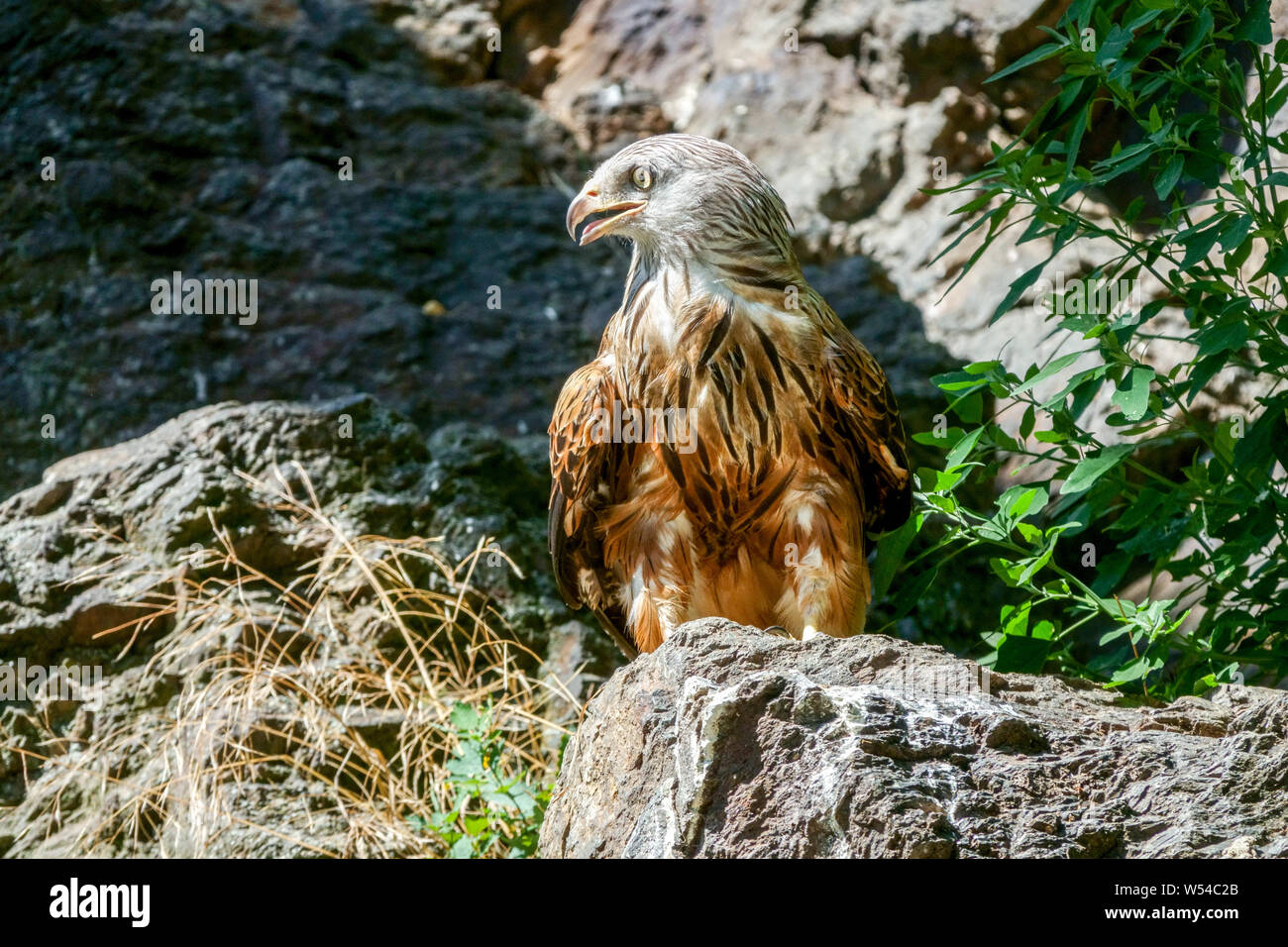 Red kite bird, Milvus milvus perched on rock Stock Photo - Alamy
