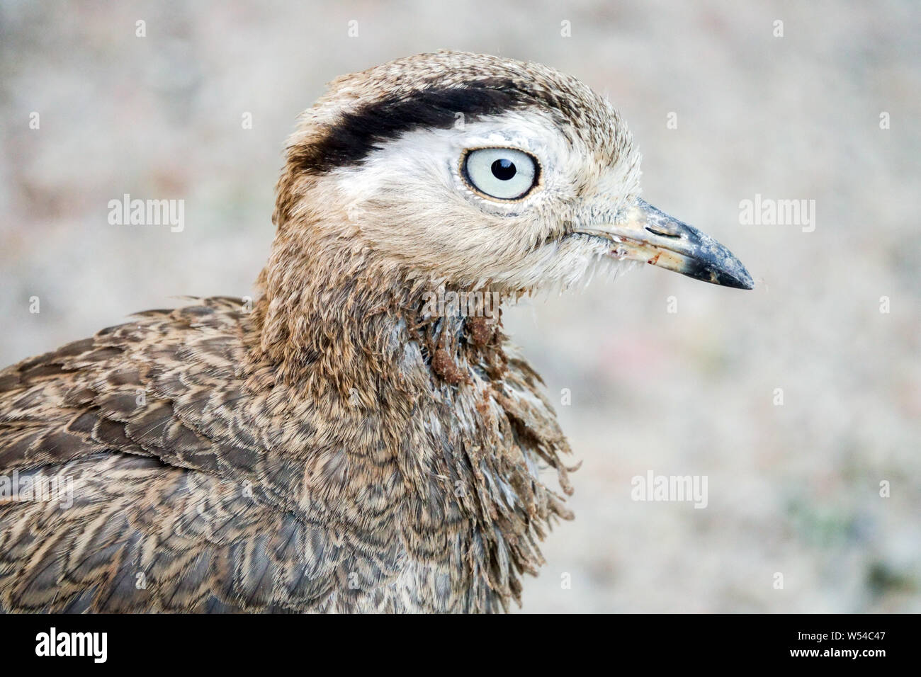 Burhinus species hi-res stock photography and images - Alamy