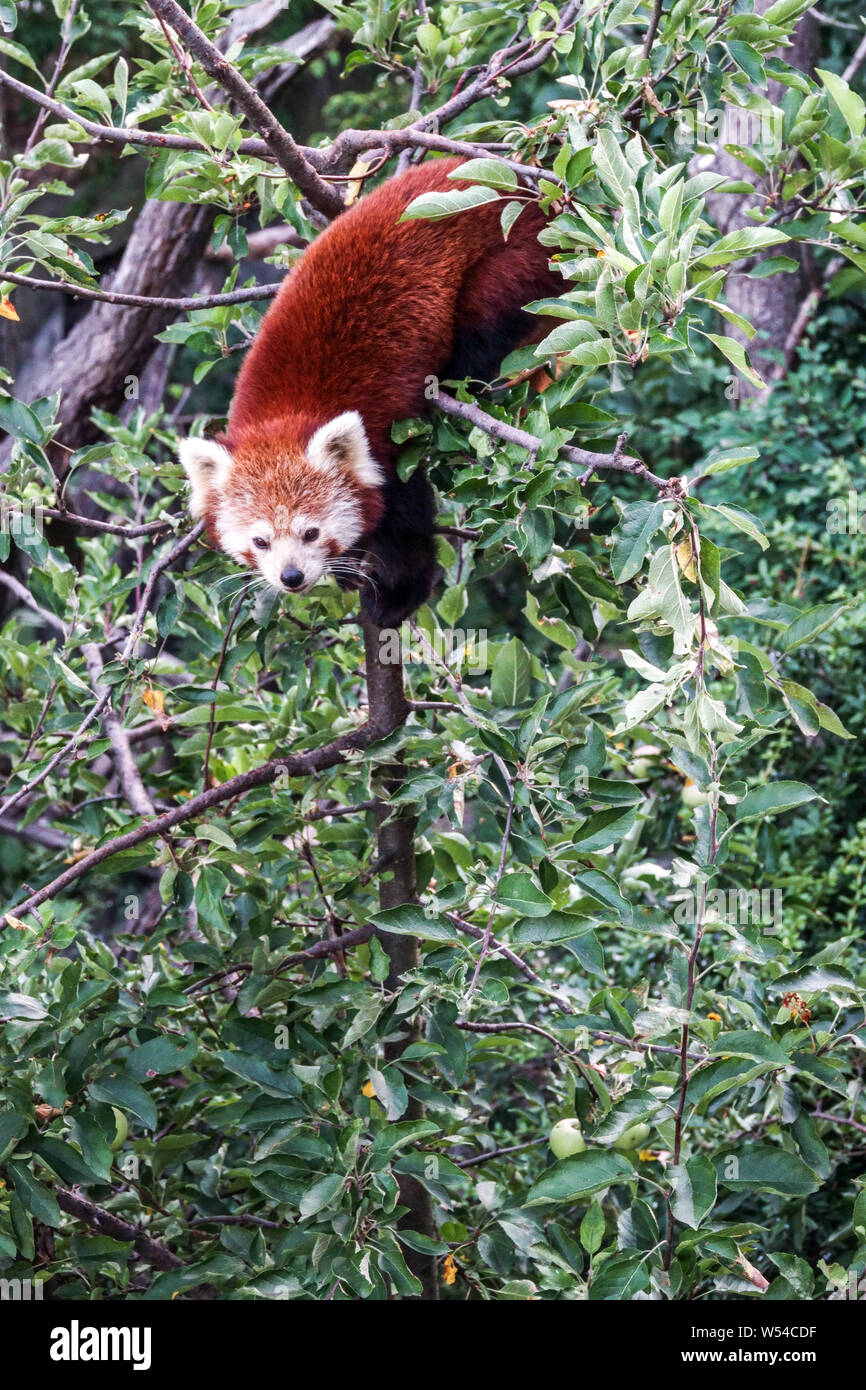 Red panda tree branch Stock Photo - Alamy