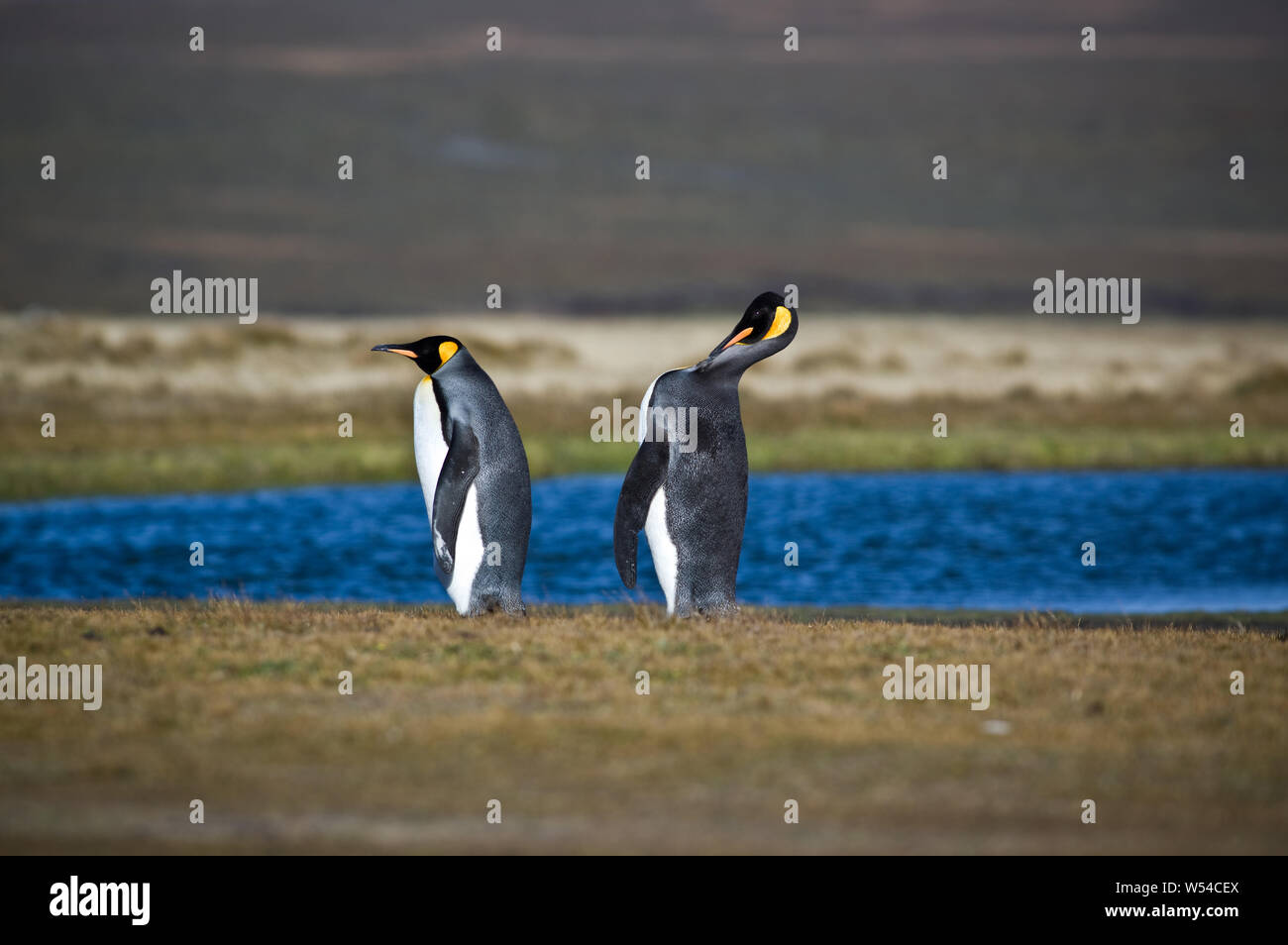 A pair of King Penguins, one stretching its neck, at Volunteer Point ...