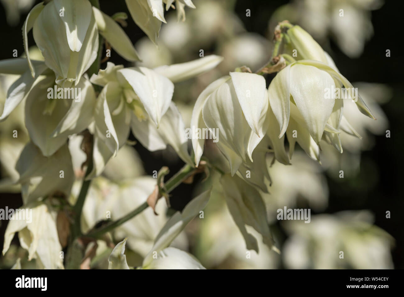 Close up of the white lantern-shaped flowers of Yucca Stock Photo - Alamy