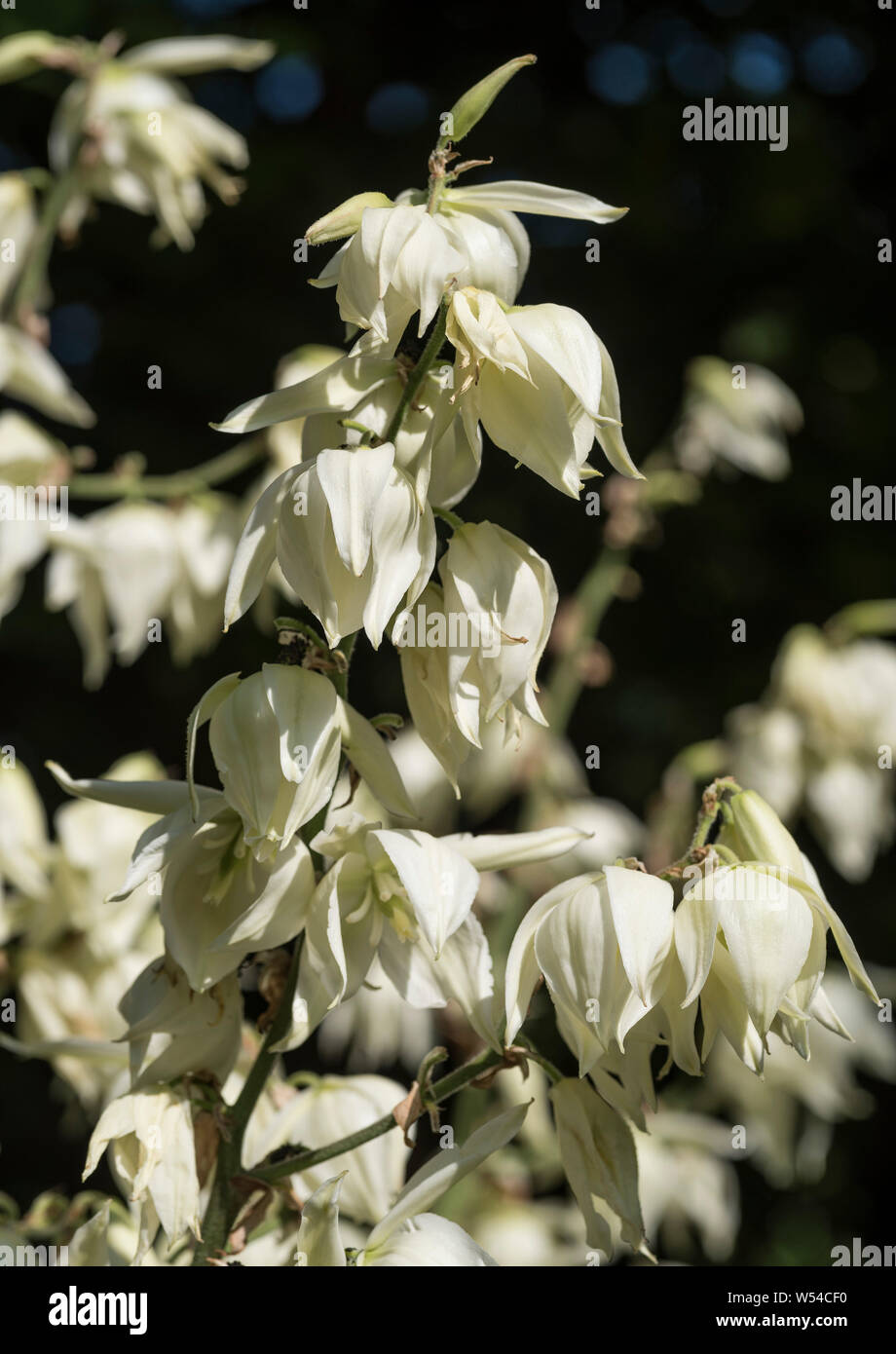 Bell lantern shaped flower hi-res stock photography and images - Alamy
