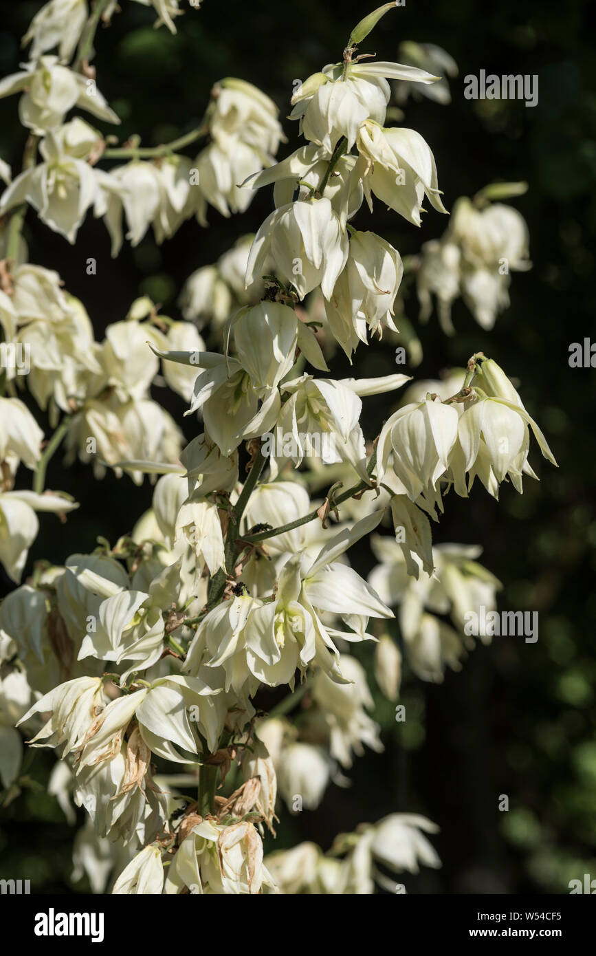 Close up of the white lantern-shaped flowers of Yucca Stock Photo - Alamy