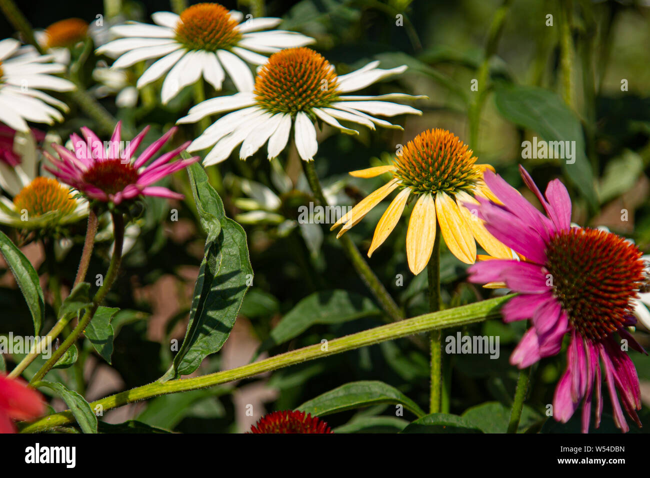coneflowers (Echinacea) in many different colours Stock Photo - Alamy