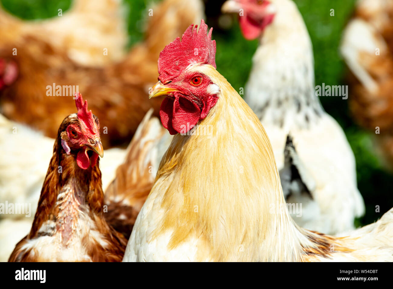 chicken living outdoors in herd Stock Photo - Alamy