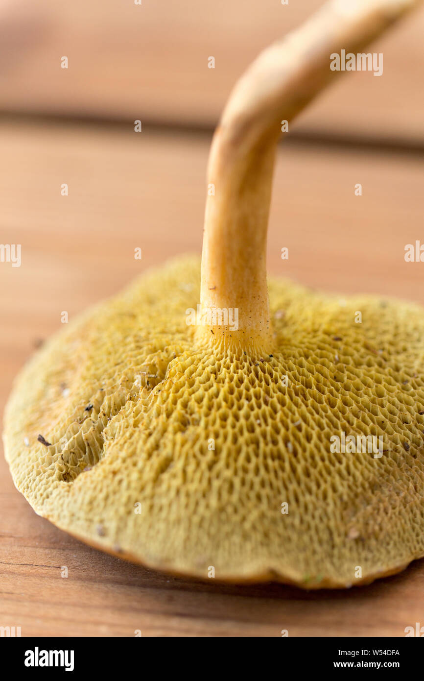 Close up suillus mushroom hi-res stock photography and images - Alamy