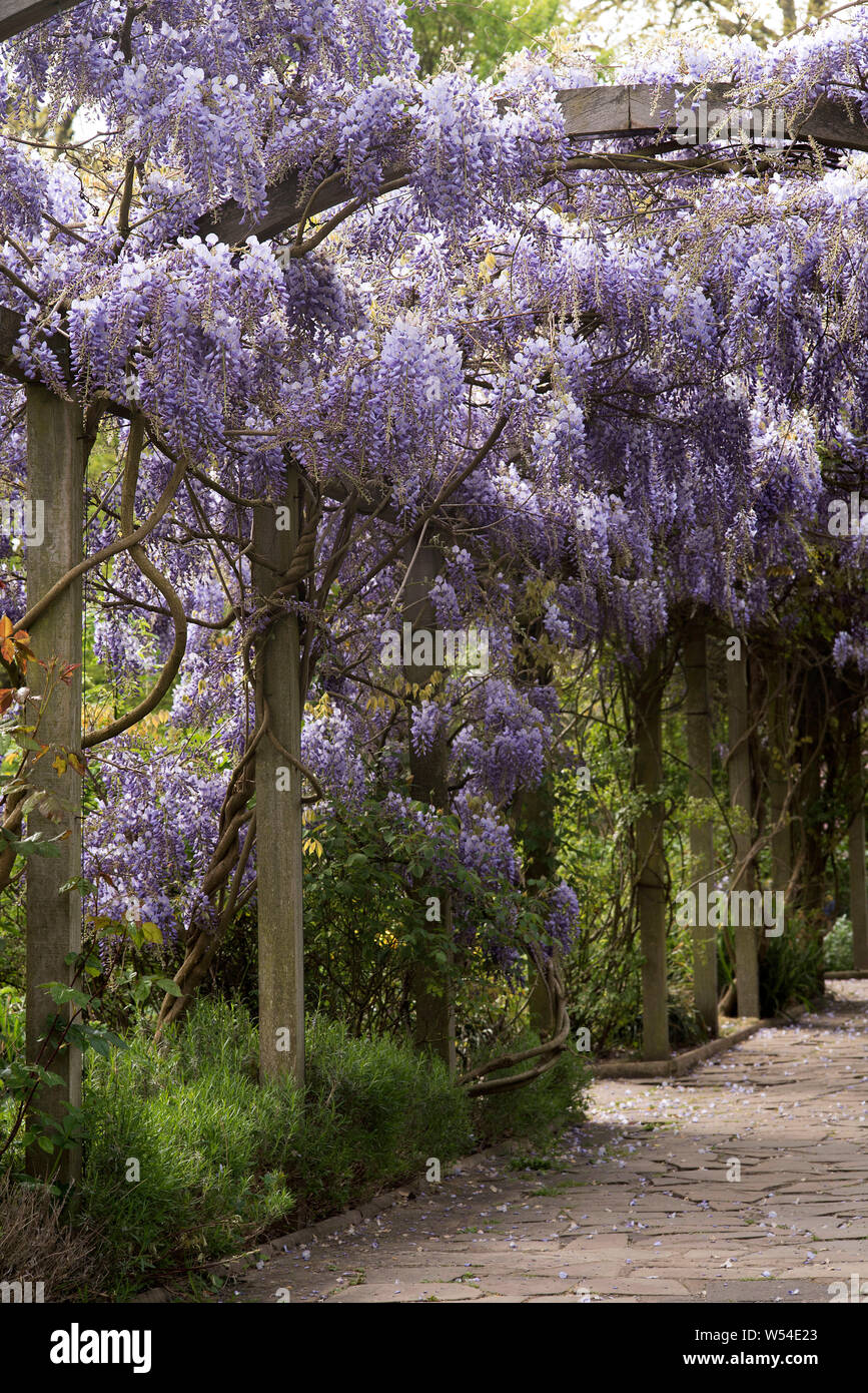 Wisteria pergola hi-res stock photography and images - Alamy