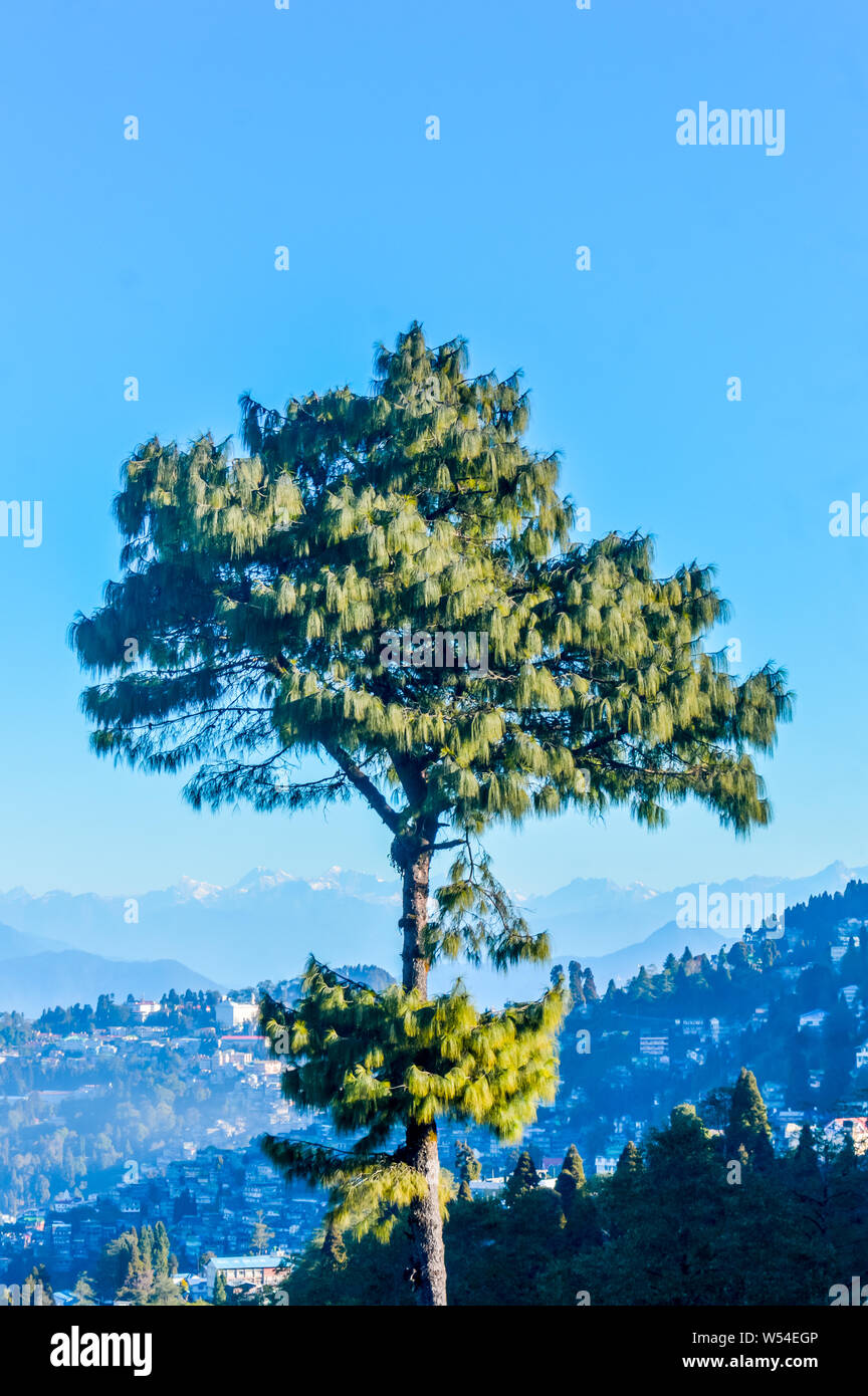 A needle pine conifer or blue pine (Pinus wallichiana) - a large ...