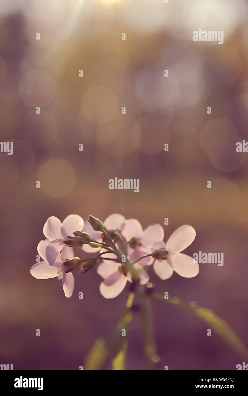 Generic flower hi-res stock photography and images - Alamy