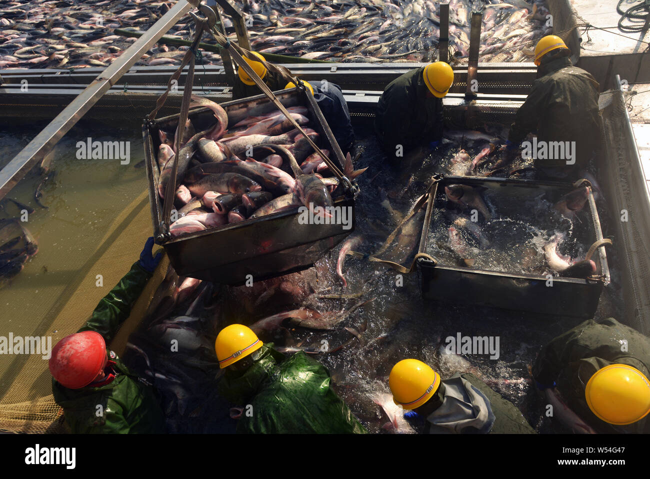 Harvest fish hi-res stock photography and images - Alamy
