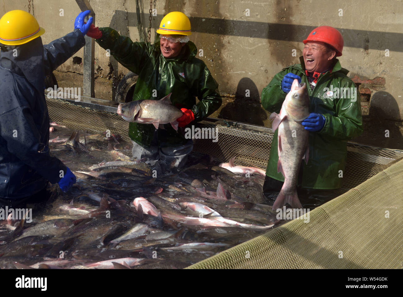Chinese fishmen harvest fish being bred in the the east lake during the ...
