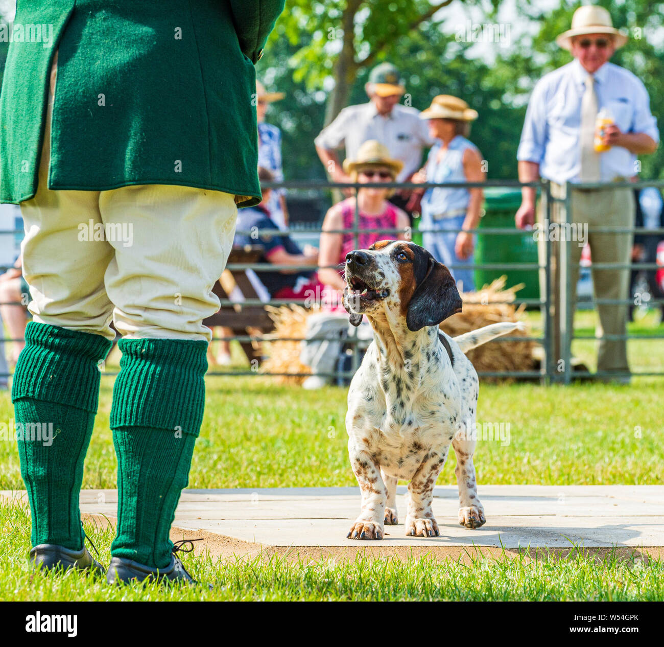 Festival of Hunting, Peterborough. A Bassett Hound in the show ring ...