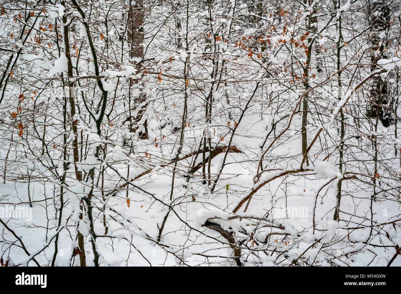 Winter Scene in Cobnar Wood within Graves Park, Sheffield, with a semi ...