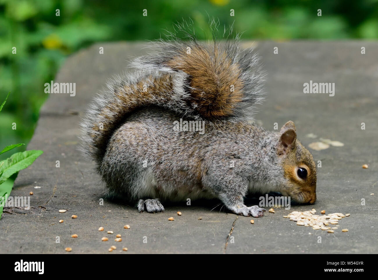 A grey squirrel eating on a picnic table Stock Photo - Alamy