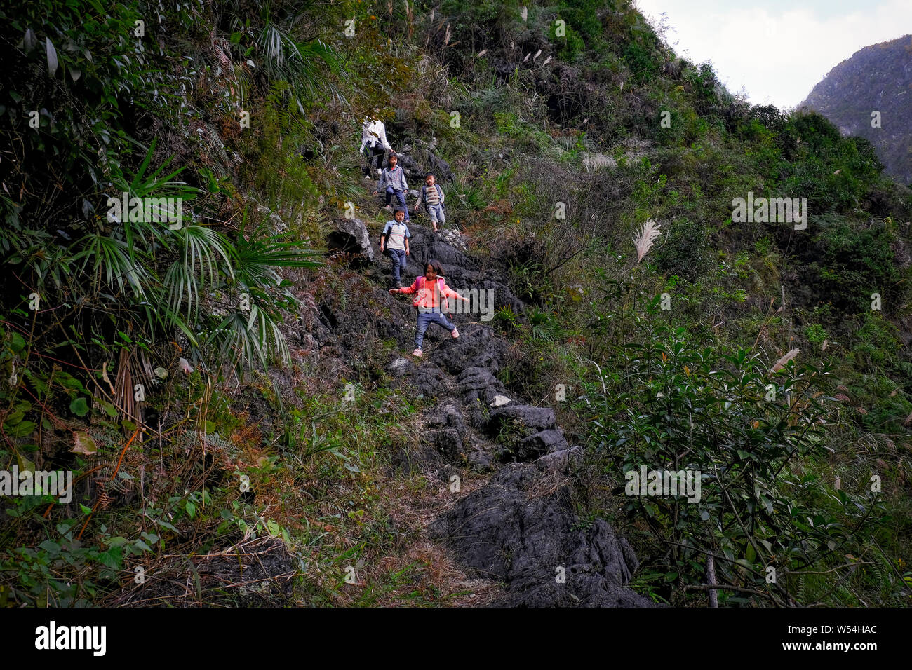 Children climb a ladder made of canes and tree branches on a cliff to ...