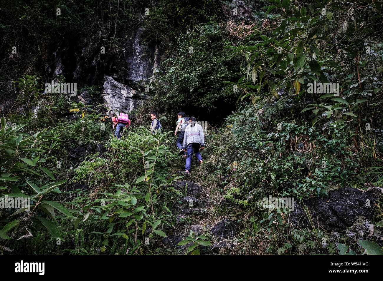 Children climb a ladder made of canes and tree branches on a cliff to ...