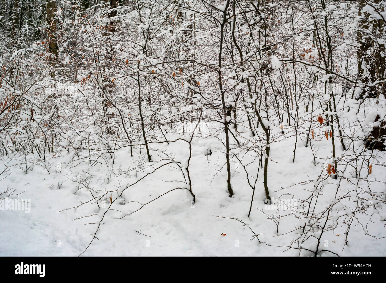 Winter Scene in Cobnar Wood within Graves Park, Sheffield, with a semi ...