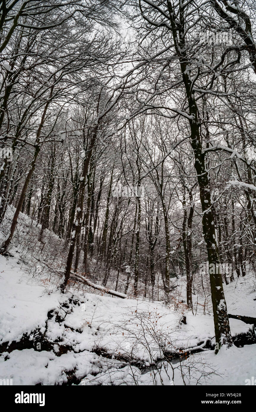 Winter Scene in Cobnar Wood within Graves Park, Sheffield, looking ...