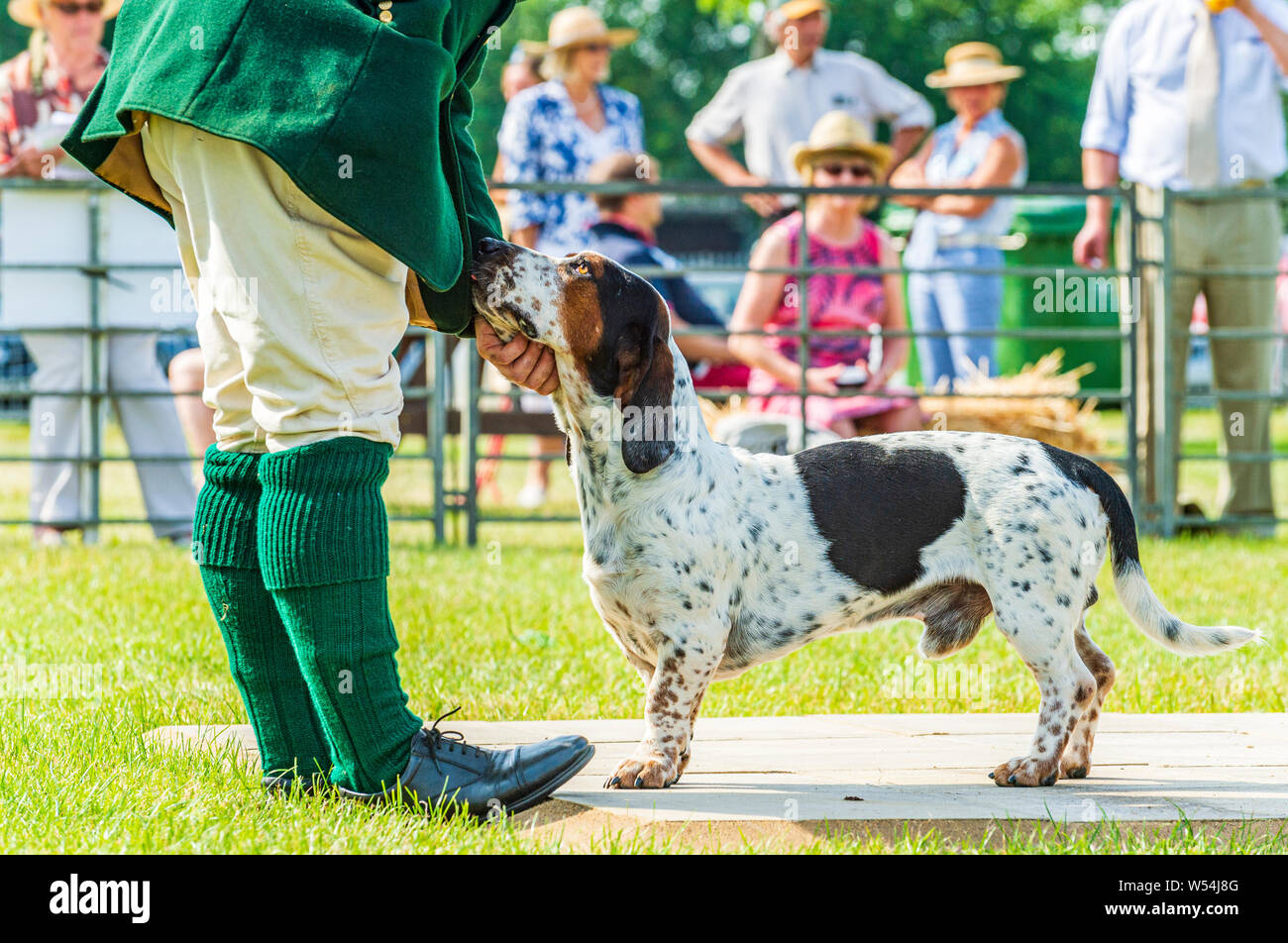 Festival of Hunting, Peterborough. A Bassett Hound in the show ring ...